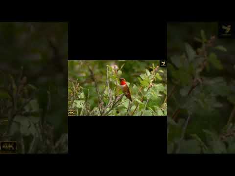 Male Rufous American Humming Bird with Bird Song 4K Ultra HD #shorts #birds