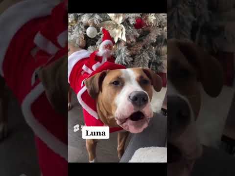 My Name Is Luna😀#dogs #dog #luna #smart#cute #cutedog