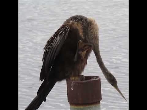 Anhinga