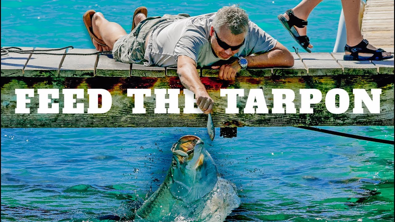 Best Tarpon Feeding in Islamorada - Robbie's of Islamorada