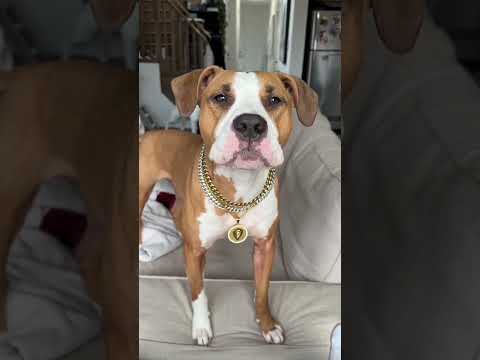 Dog Says Her Own Name! #talkingdog
