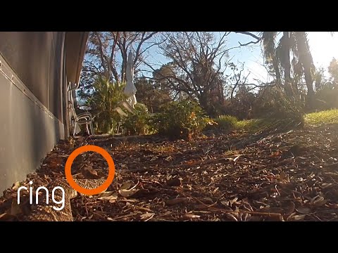 Man Narrowly Misses Encounter With Rattlesnake | RingTV