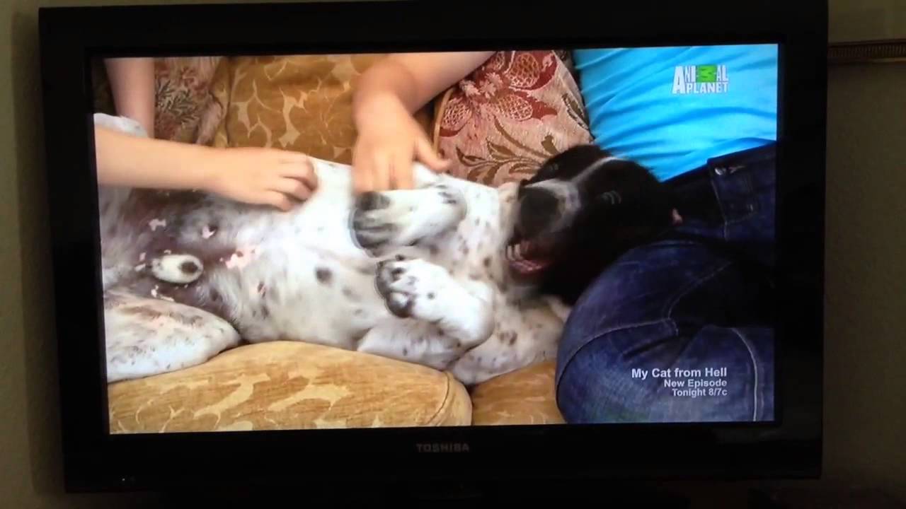 DOGS 101 - Pointers