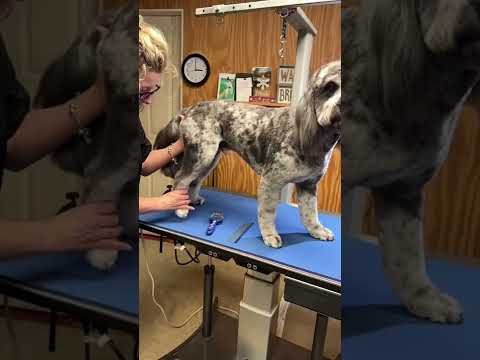 Dog grooming for the beginner👇link below
