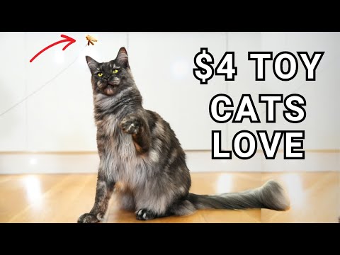 The Cat Dancer Interactive Cat Toy: Most Important Toy You've Never Heard Of?