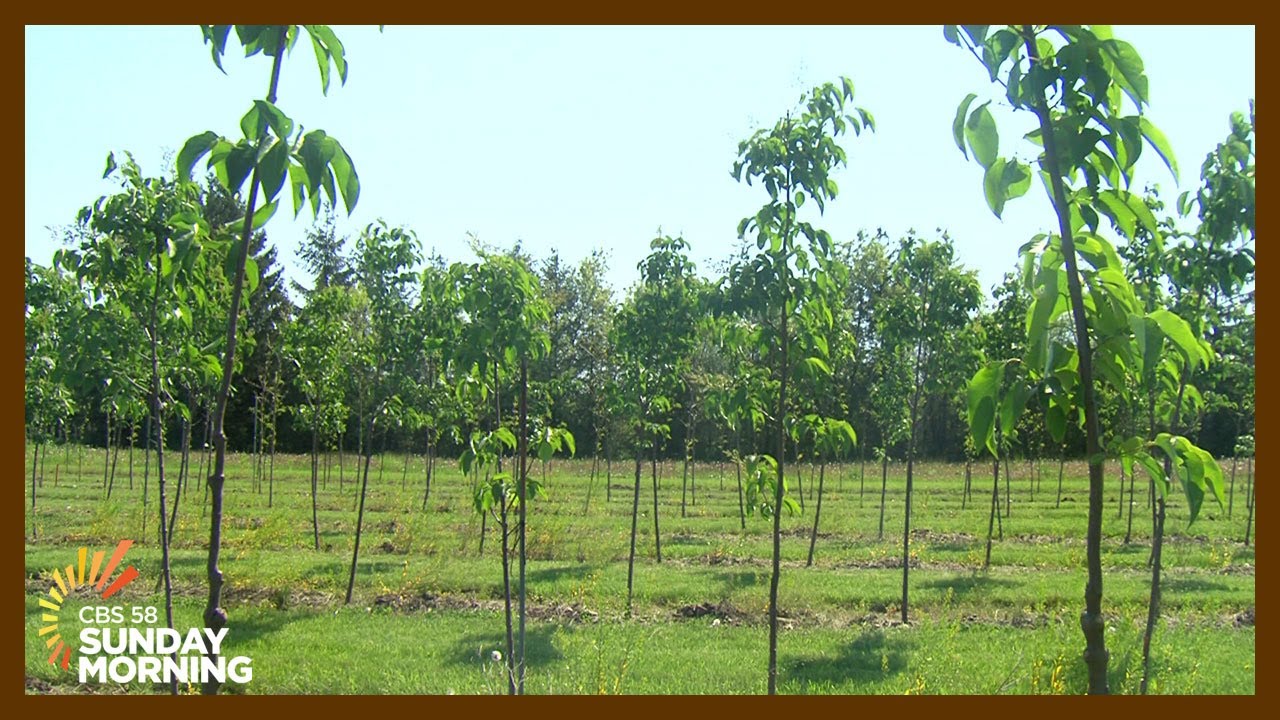 Throwing shade: A trip to Milwaukee's urban tree nursery
