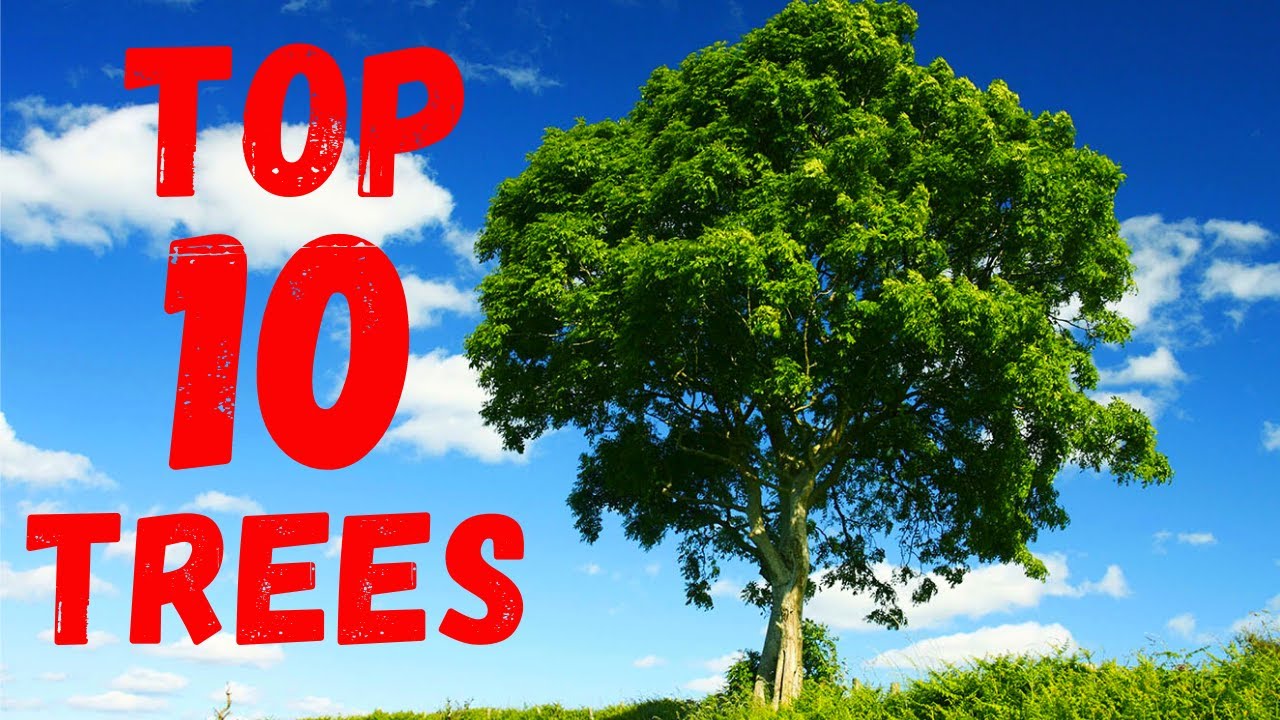 What Are The 10 Most Common Trees In The UK Tipseri