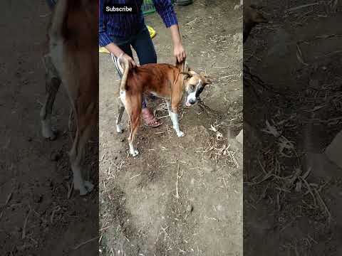 sherkhan ki skin kitni lacheelee hai | Brindle dog #dog