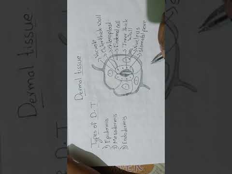 DERMAL TISSUE , types ,functions