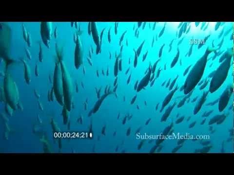 Schooling bait lock-shot #781