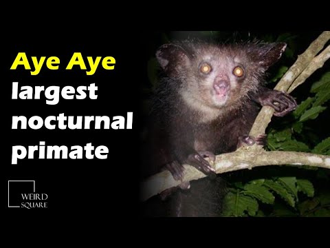 The Aye Aye is a species of Lemur that is found inhabiting the rainforests of Madagascar.