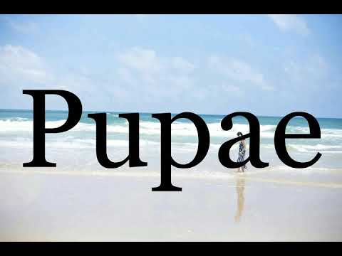 How To Pronounce Pupae🌈🌈🌈🌈🌈🌈Pronunciation Of Pupae