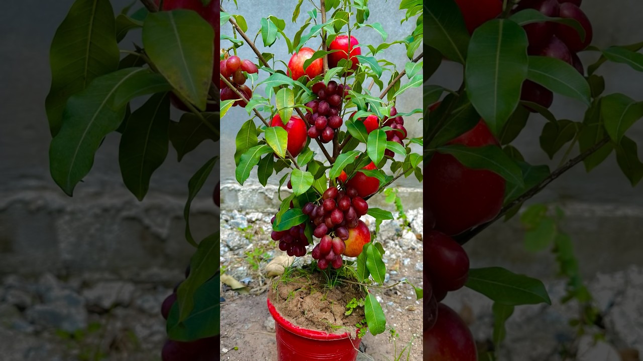 Amazing apple tree with grapes fruits