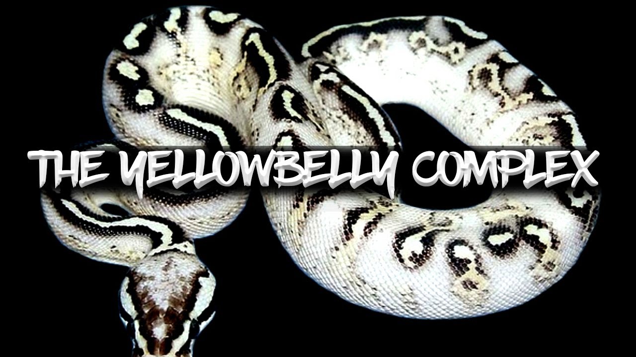 The Ball Python 'Yellowbelly Complex'