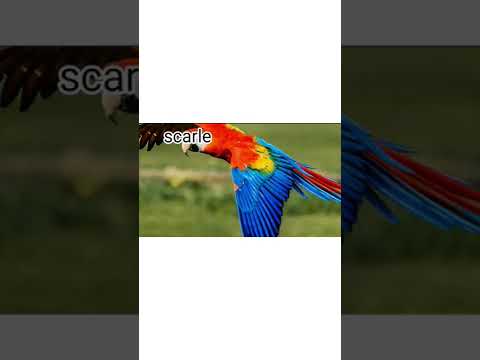 Nursery rhymes for children,videos for kids,birds name,guessthe animal bird by close up, learn birds