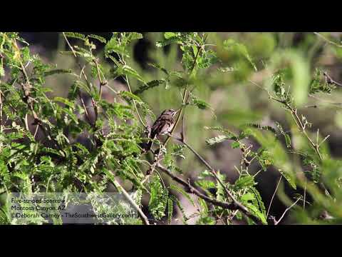 Five-striped Sparrow in Montosa Canyon, Arizona