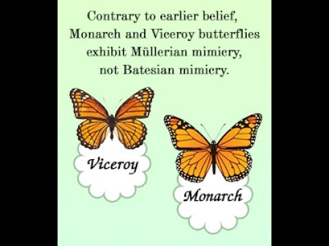 Batesian Mimicry Vs Mullerian Mimicry