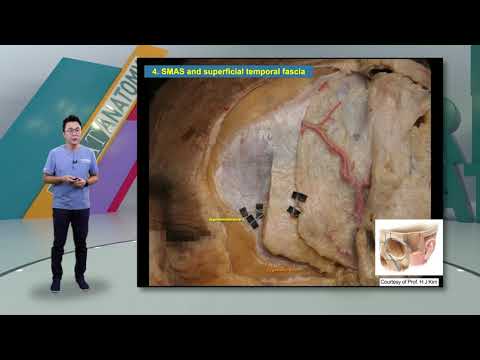 Chapter 3. Clinical anatomy of the midface and perioral region for jowl and marionette line lifting