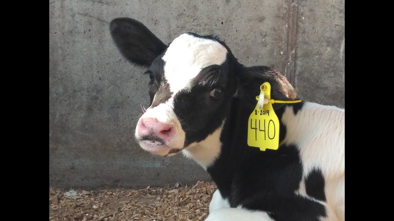 Record Keeping and Calf ID
