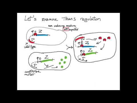 Cis Trans Gene Regulation