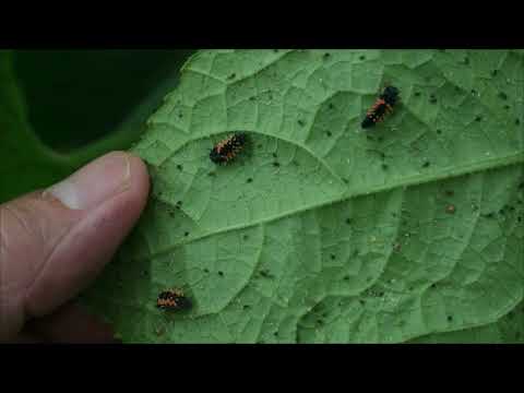 What Ladybug Eggs and Larvae Look Like - They Love Aphids