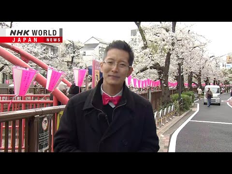 Cherry blossom season arrives in TokyoーNHK WORLD-JAPAN NEWS