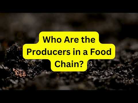 Who Are the Producers in a Food Chain?