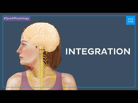 What is integration of the nervous system - Quick Physiology | Kenhub