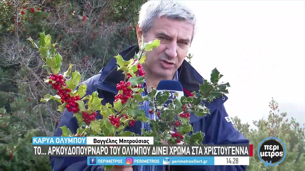 Το…αρκουδοπούρναρο του Ολύμπου δίνει χρώμα στα Χριστούγεννα (Bίντεο ...
