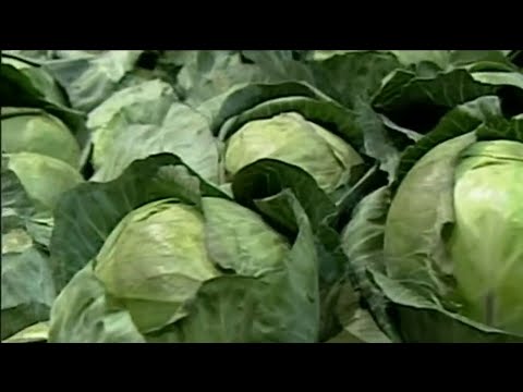 Wellness Wednesday: Health benefits of cabbage