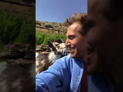 Human vs Goat Argument #animals #babyanimals #goat #pets #animalshorts #funny #farm #farmanimals