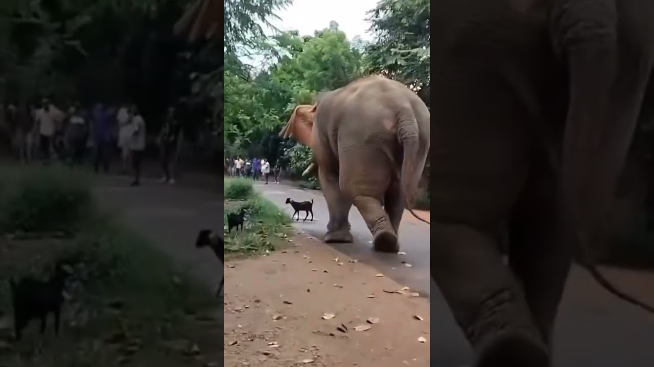 Tragedy in the village A massive elephant on the loose trampled a goat,🐘#wildlife #shorts