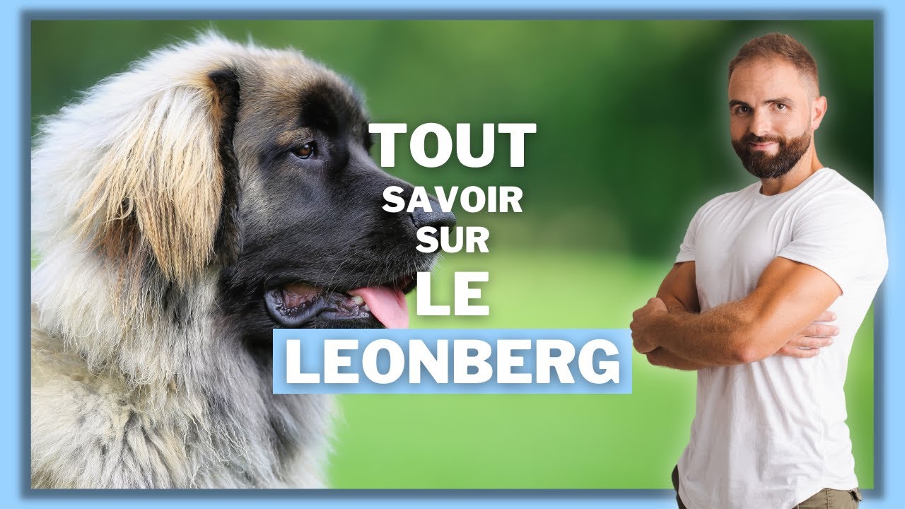 Leonberger dog breed: character, training, behavior, health of this purebred dog...