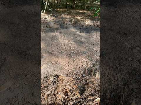 Getting those minerals sites out! ???? #outdoors #deer #prep #minerals #hunting