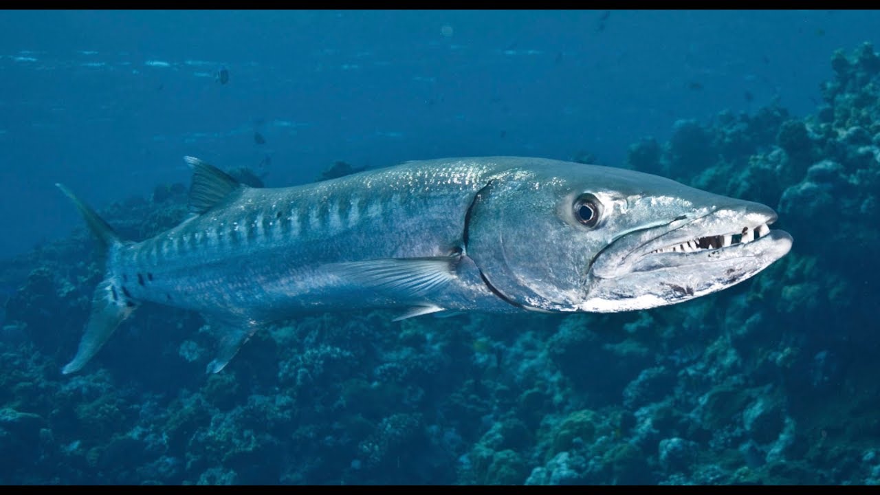 Species | Greater Barracuda