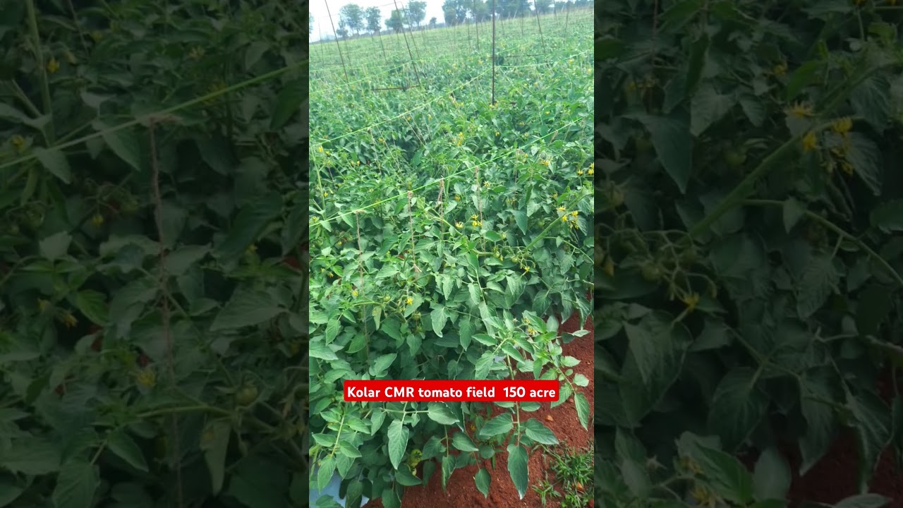Kolar CMR tomato 🍅 field  150 acre