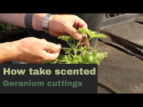 Propagating Scented Geraniums or Pelagoniums EP178 - 5 Minute Friday