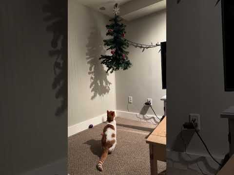 Curious Cat Jumps on Christmas Tree #Shorts #Cats
