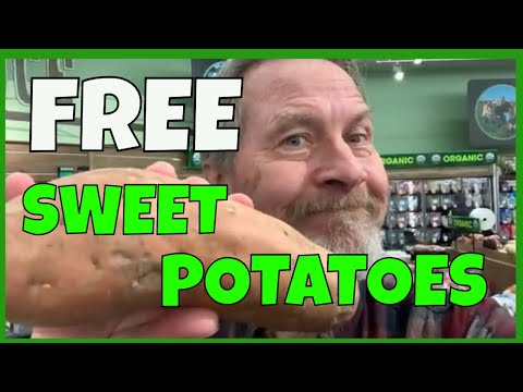 I Planted a Supermarket Sweet Potato (and THIS Happened)