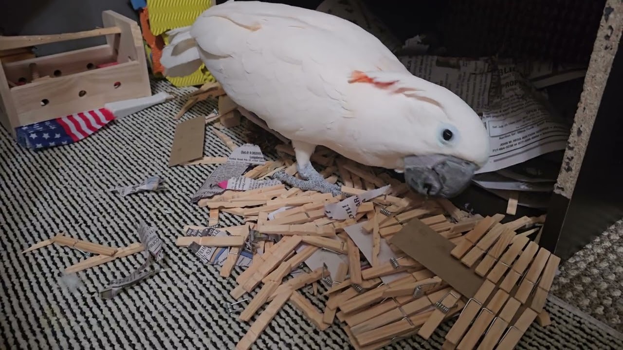 How Many Clothespins Can A Cockatoo Disassemble?