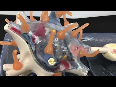 CCC Online Biology Lab - Neuron Model, labeled and unlabeled