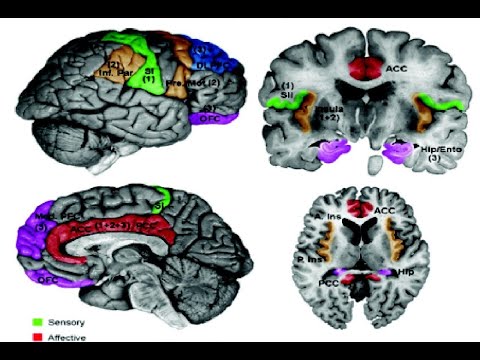 Primary somatosensory cortex
