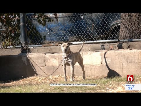 Oklahoma Alliance For Animals Respond To Reports Of Chained Dogs In Freezing Weather