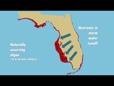 Red Tide Explainer Video