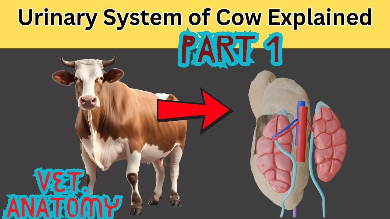 🐄💧Urinary System of Cow Explained! (Part 1) | Kidney Anatomy, Morphology & Location 🔍🧠