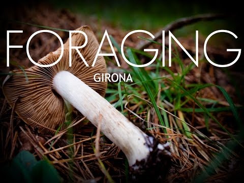 Mushroom Foraging in Spain - Forrajeo setas en España
