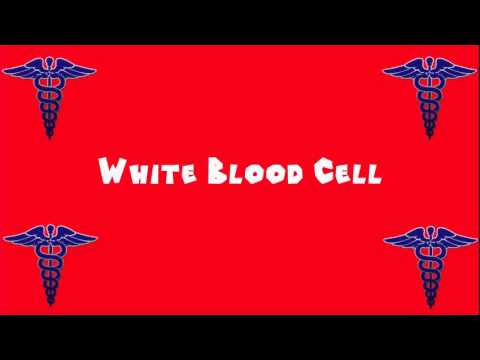 Pronounce Medical Words ― White Blood Cell