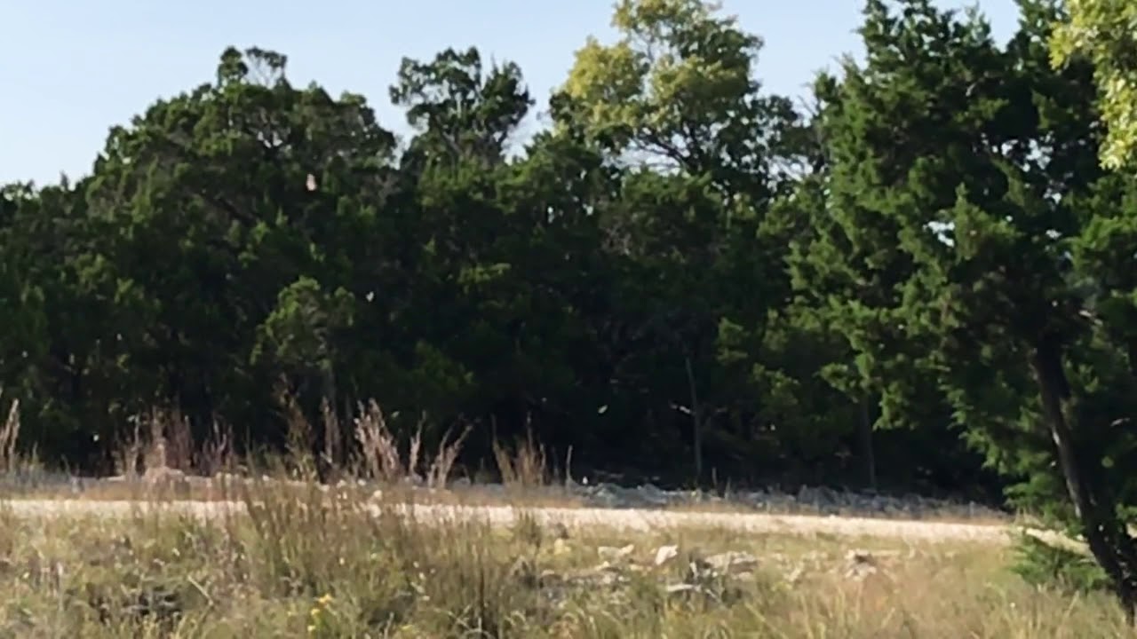 American snout butterfly migration