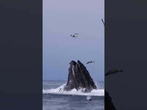 Food chain The Sea