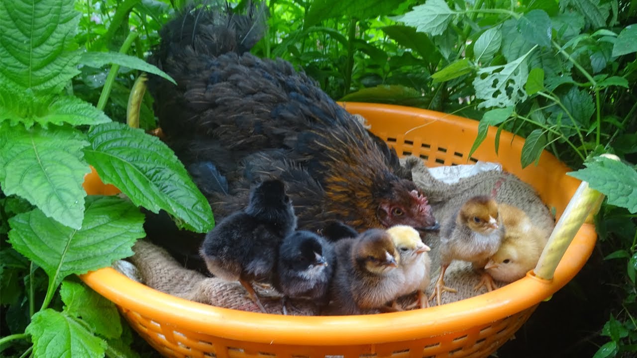 Hen Harvesting Eggs To Chicks at Beautiful Outside place || Look at those beautiful Chicks !!